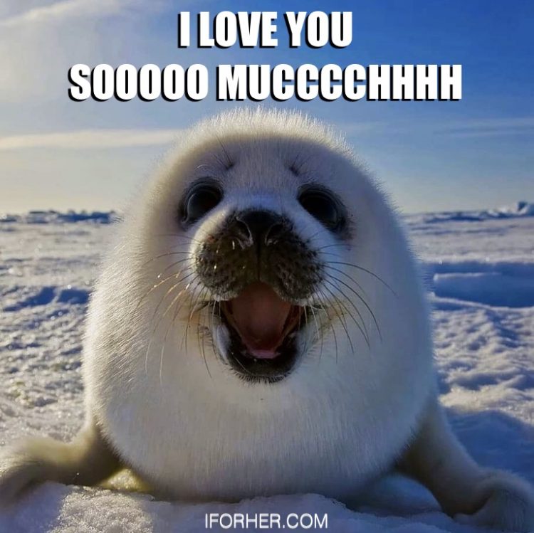 26 Best Memes About Love That Are Funny & Romantic