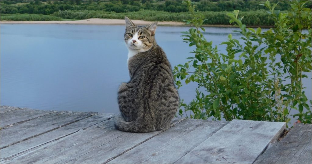Why Do Cats Hate Water Heres What Science Says