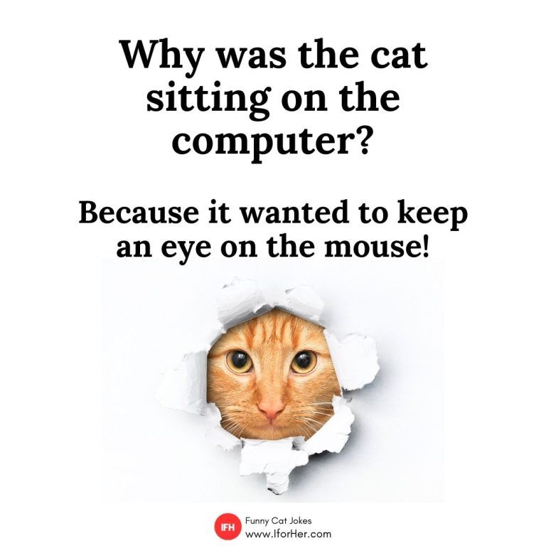 175 Best Cat Jokes & Puns To Give You Purr-fect Laugh
