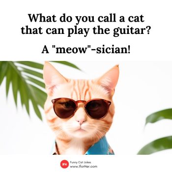 175 Best Cat Jokes & Puns To Give You Purr-fect Laugh