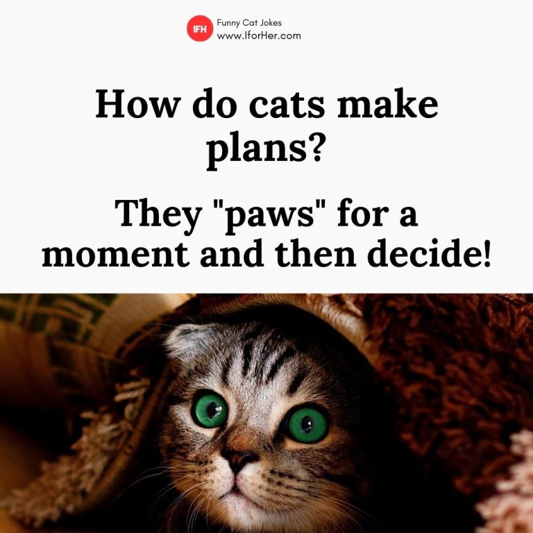 175 Best Cat Jokes & Puns To Give You Purr-fect Laugh