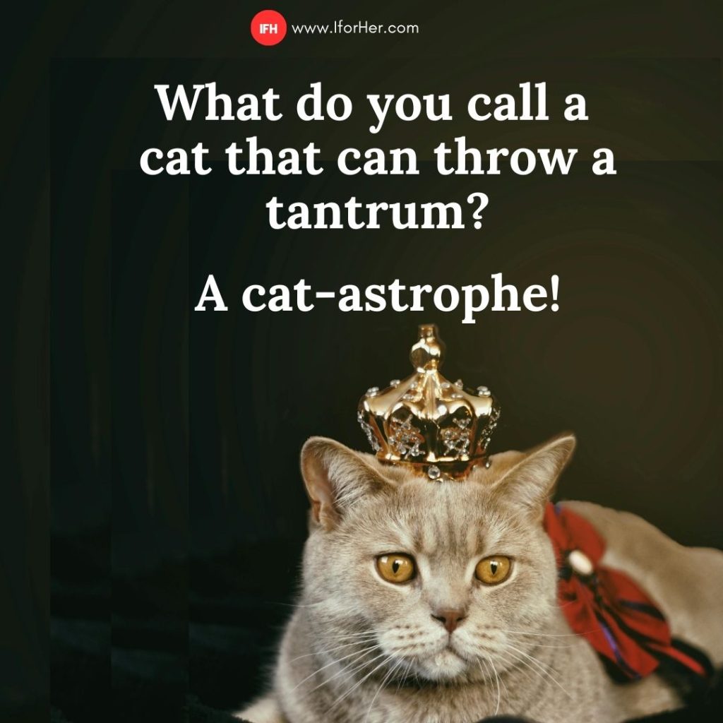 175 Best Cat Jokes & Puns To Give You Purr-fect Laugh