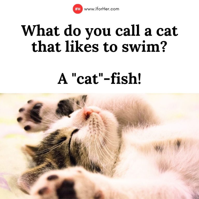 175 Best Cat Jokes & Puns To Give You Purr-fect Laugh