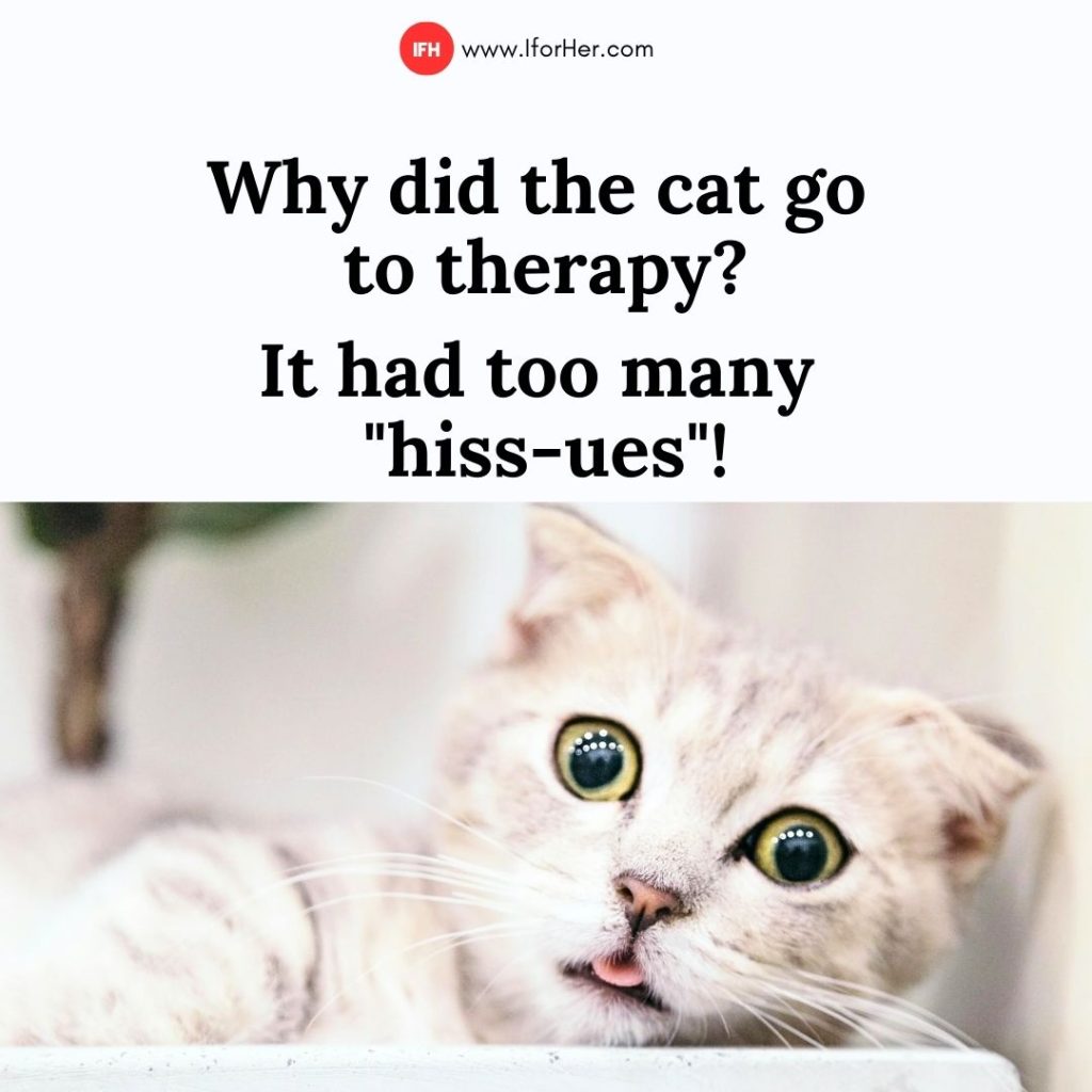175 Best Cat Jokes & Puns To Give You Purr-fect Laugh