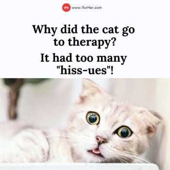 175 Best Cat Jokes & Puns To Give You Purr-fect Laugh
