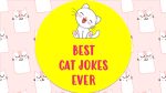 175 Best Cat Jokes & Puns To Give You Purr-fect Laugh