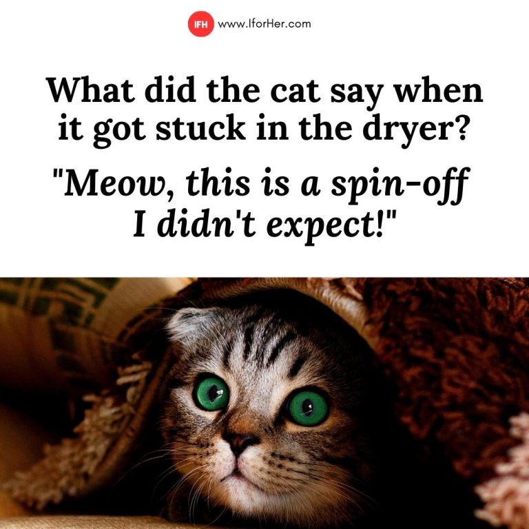 175 Best Cat Jokes & Puns To Give You Purr-fect Laugh