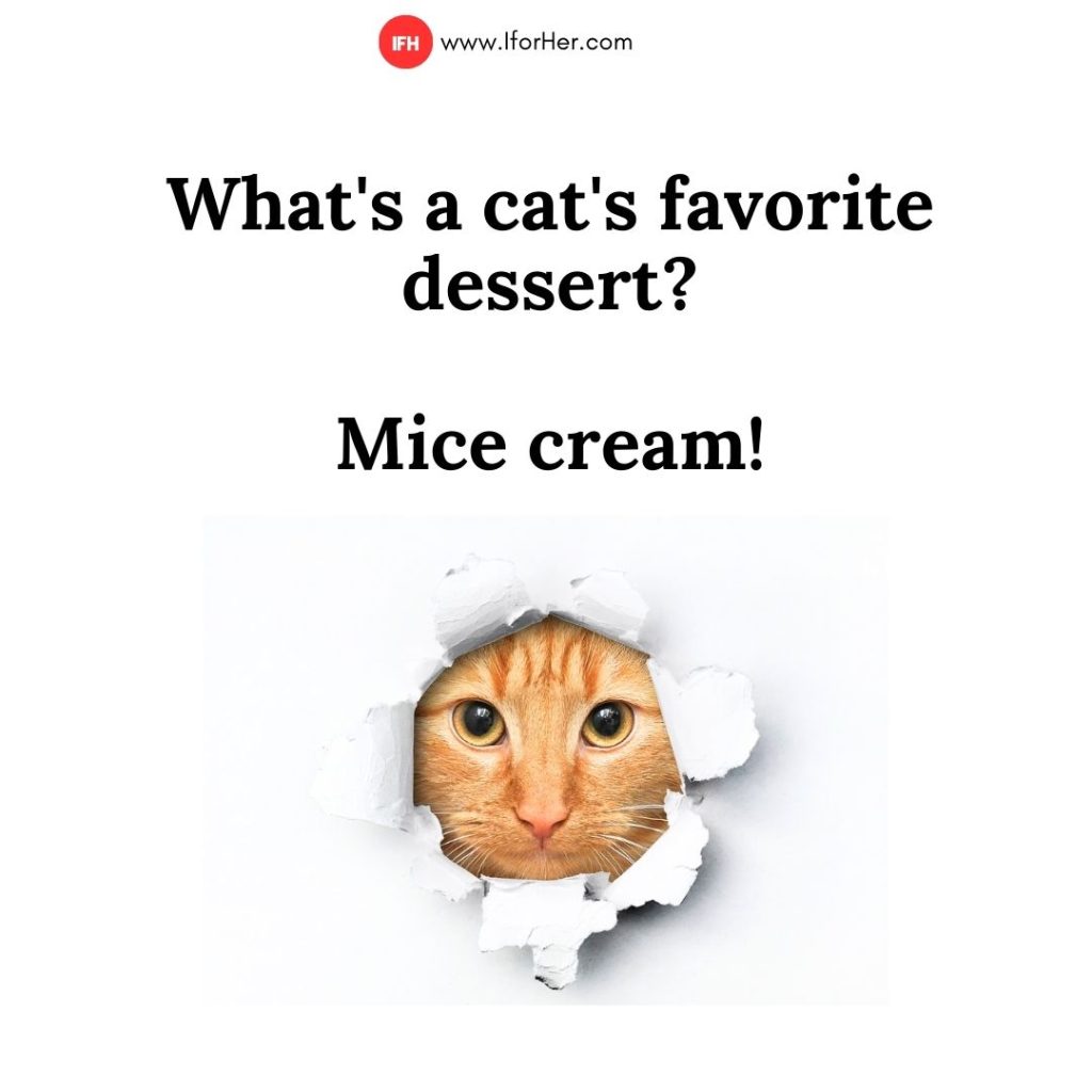 175 Best Cat Jokes & Puns To Give You Purr-fect Laugh