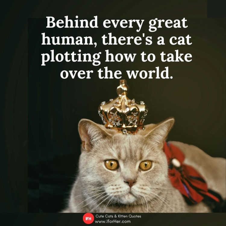National Kitten Day Quotes: 40 Cute Cat Kitten Quotes - IForHer