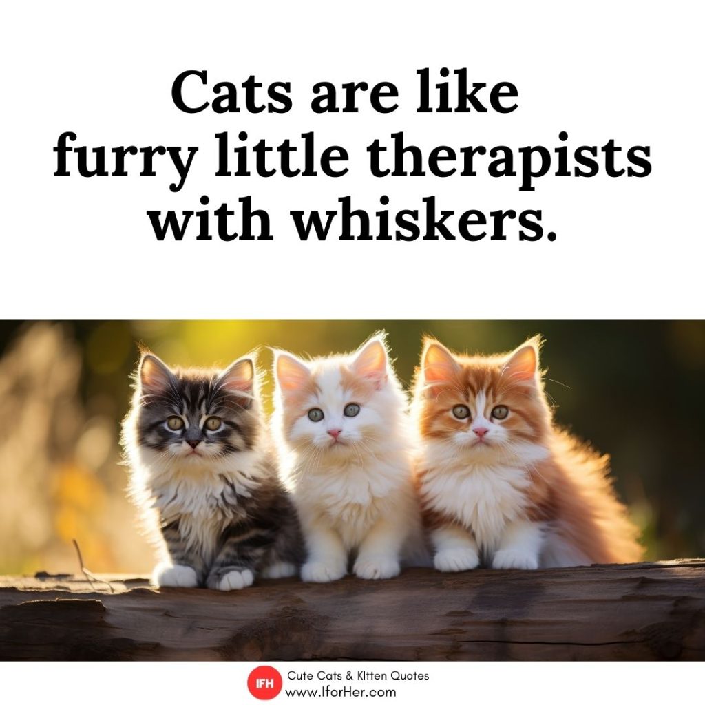 National Kitten Day Quotes: 40 Cute Cat Kitten Quotes - IForHer
