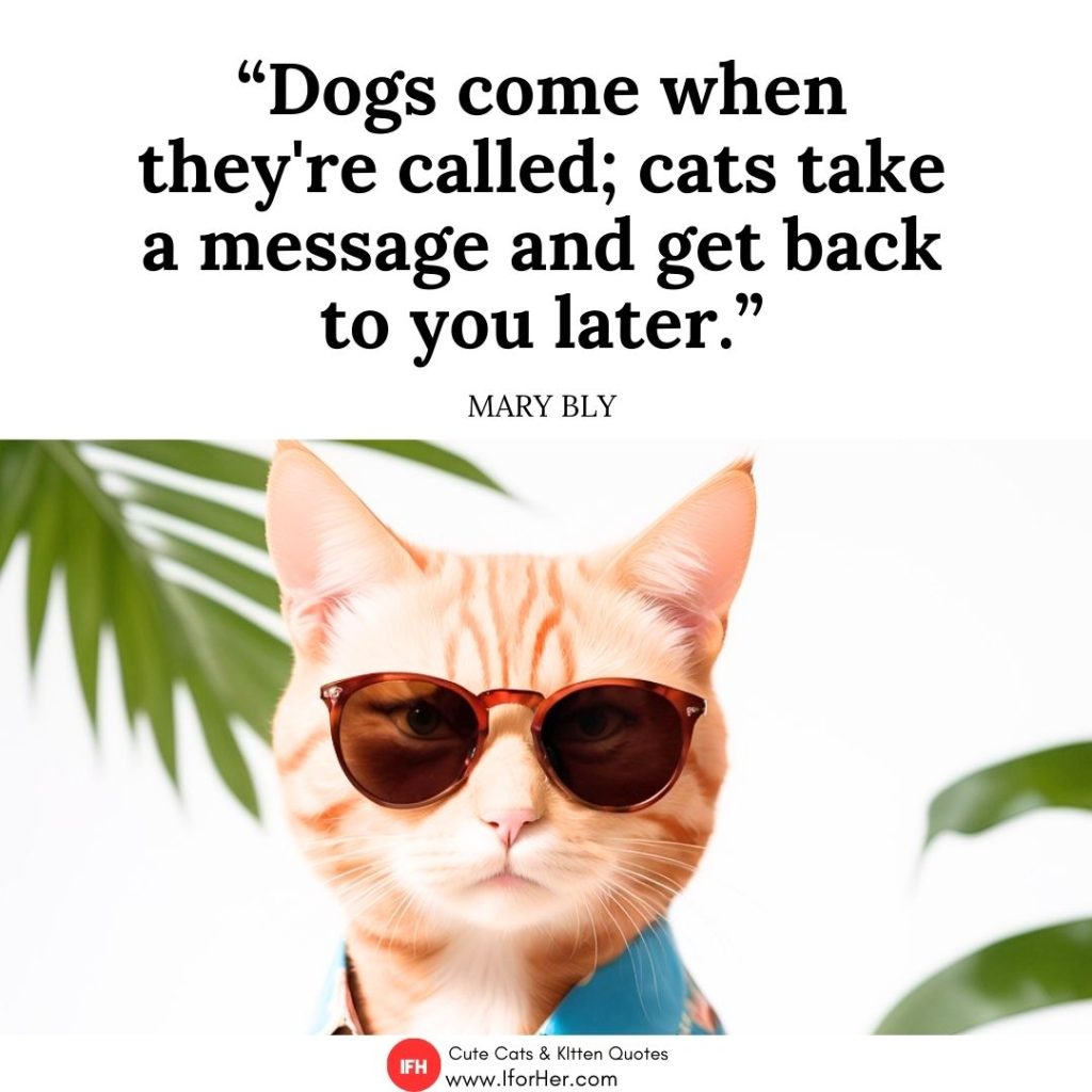 National Kitten Day Quotes: 40 Cute Cat Kitten Quotes - IForHer