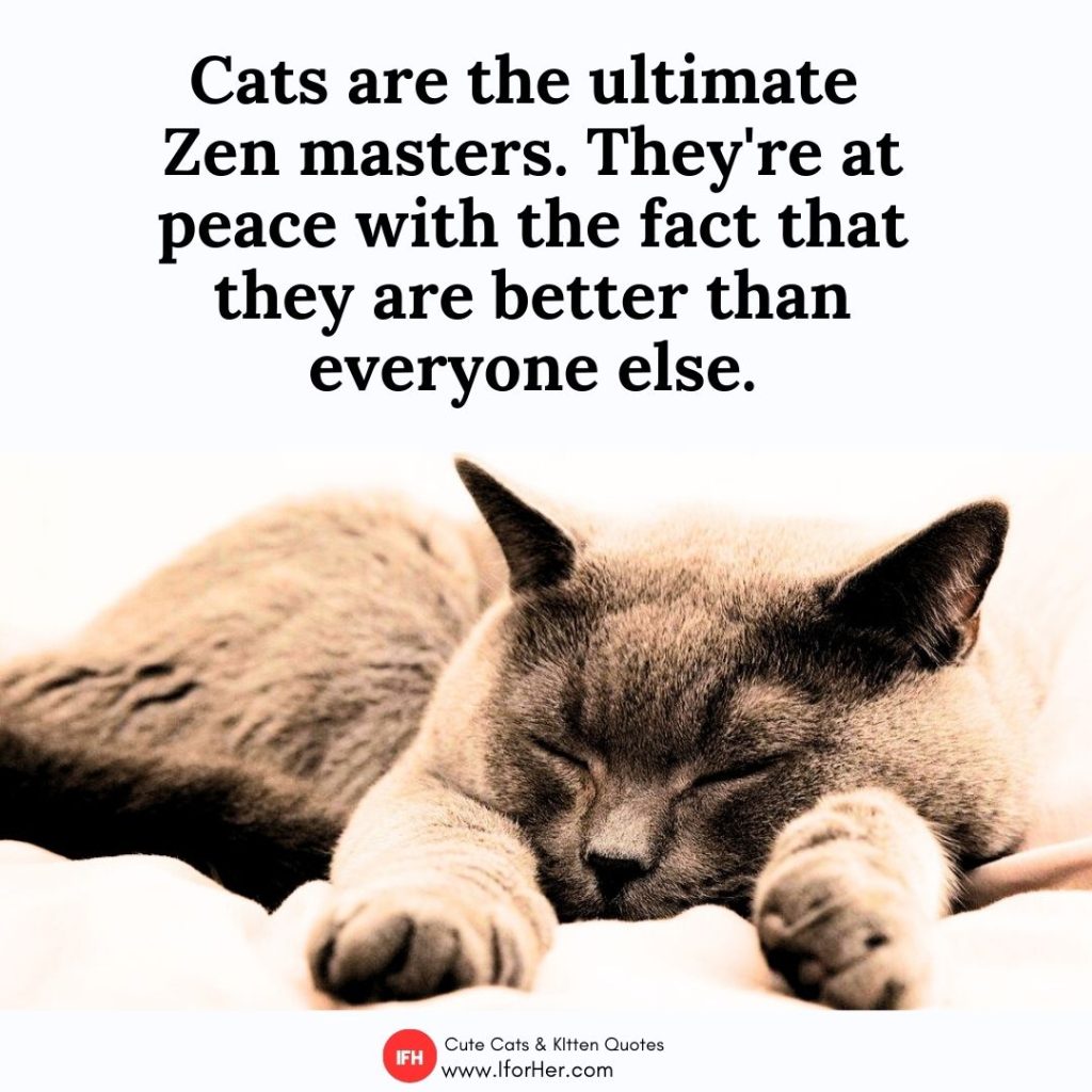 National Kitten Day Quotes: 40 Cute Cat Kitten Quotes - IForHer