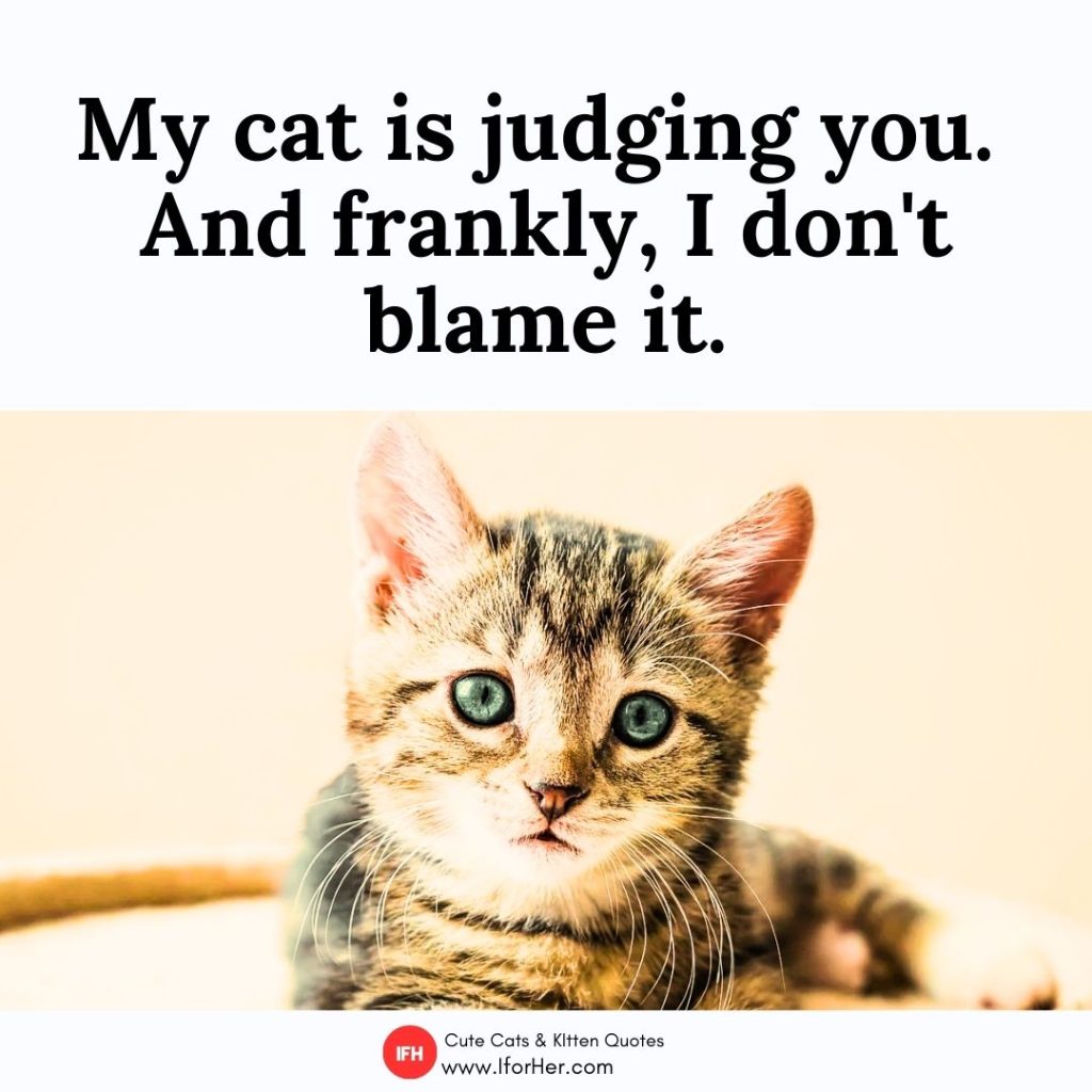National Kitten Day Quotes: 40 Cute Cat Kitten Quotes - IForHer