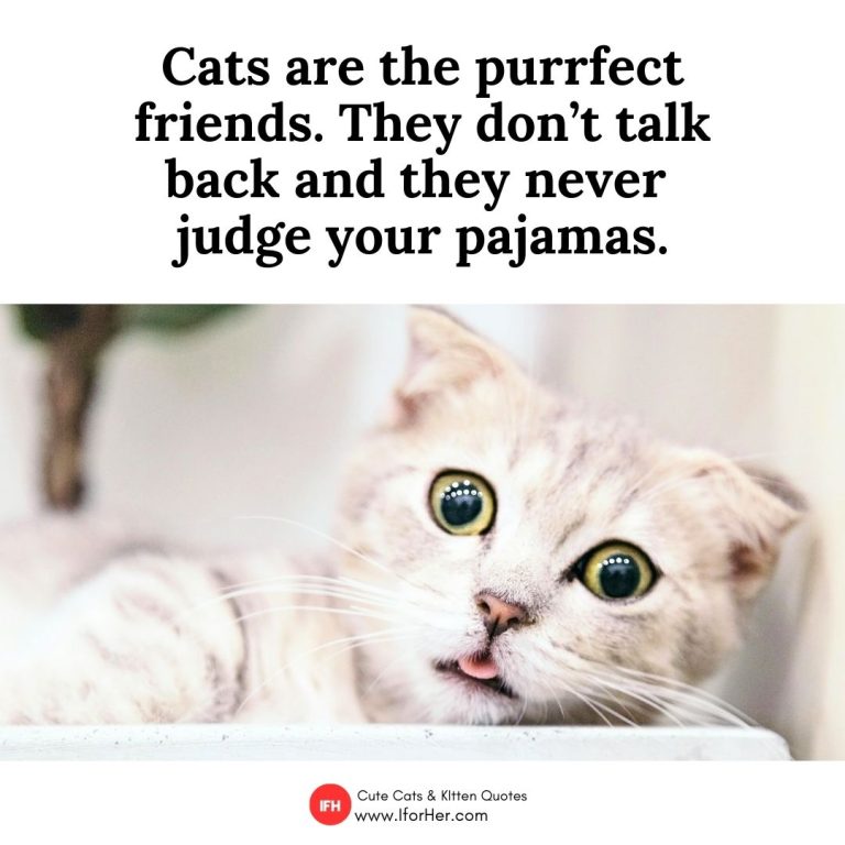 National Kitten Day Quotes: 40 Cute Cat Kitten Quotes - IForHer